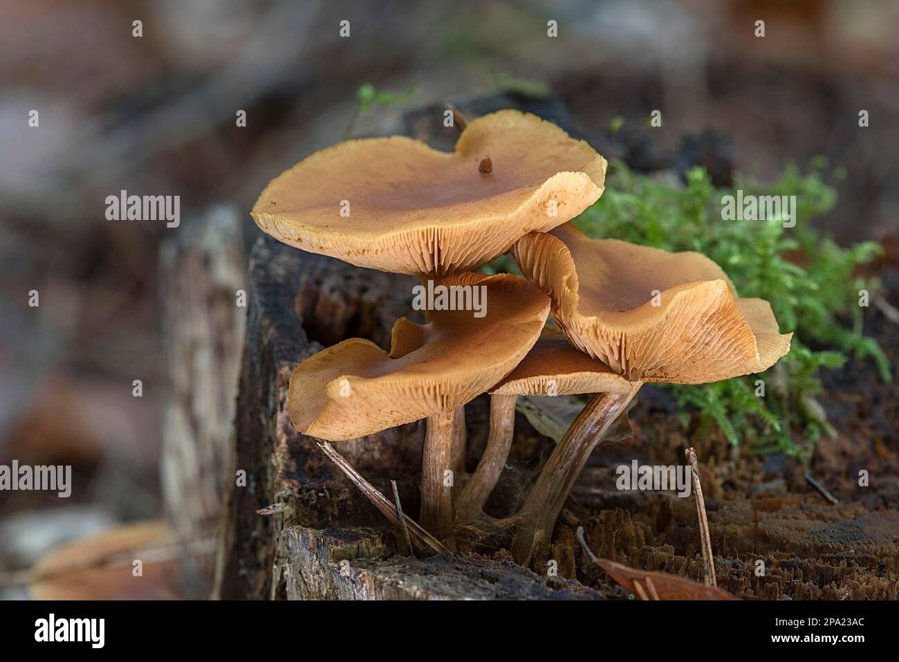 Tree fungi (Gymnopus dryophilus) on a tree stump in a mixed forest ...