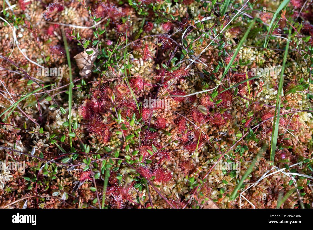 Common sundew (Drosera rotundifolia), several plants growing between ...