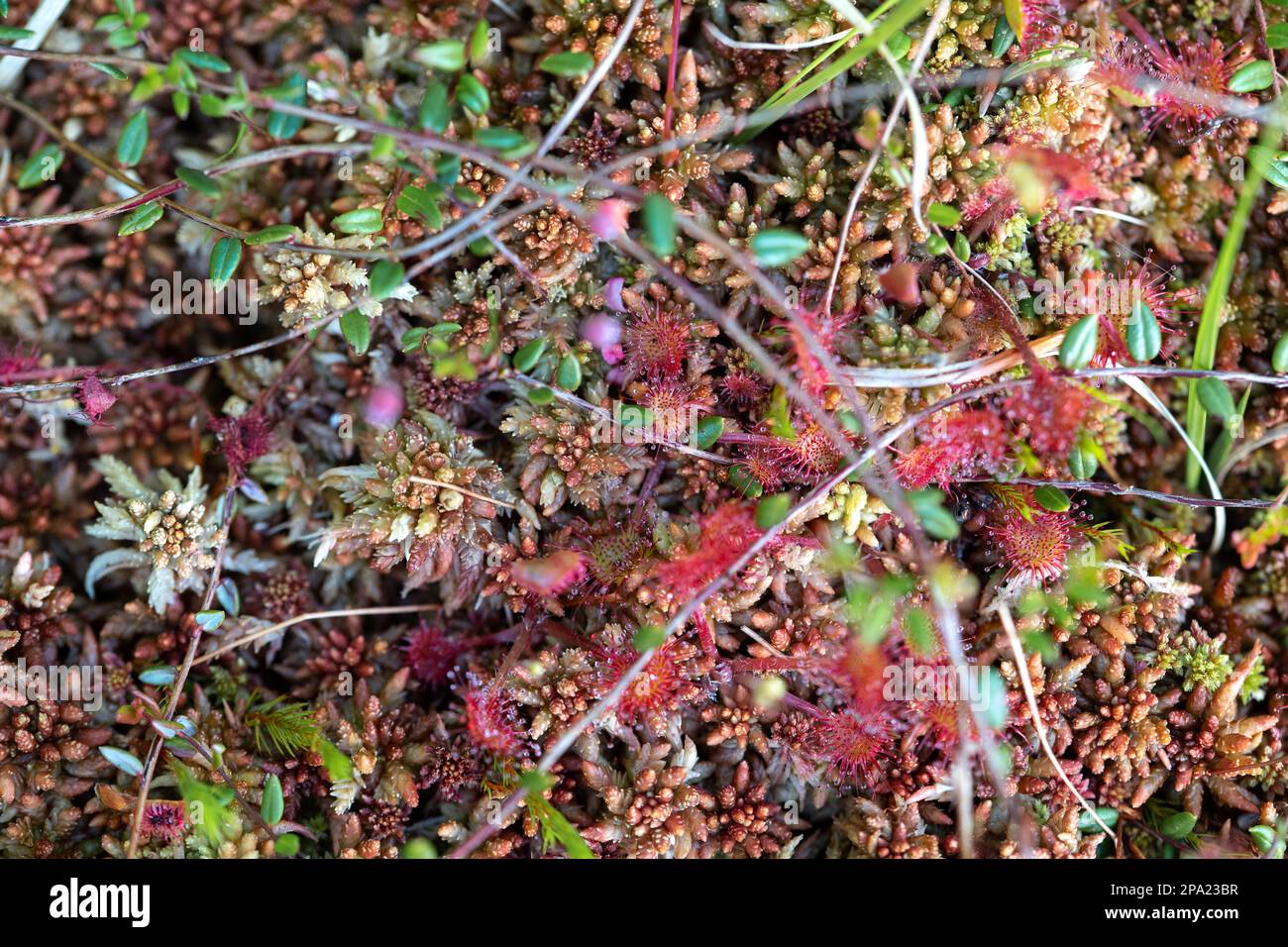 Common sundew (Drosera rotundifolia), several plants growing between ...