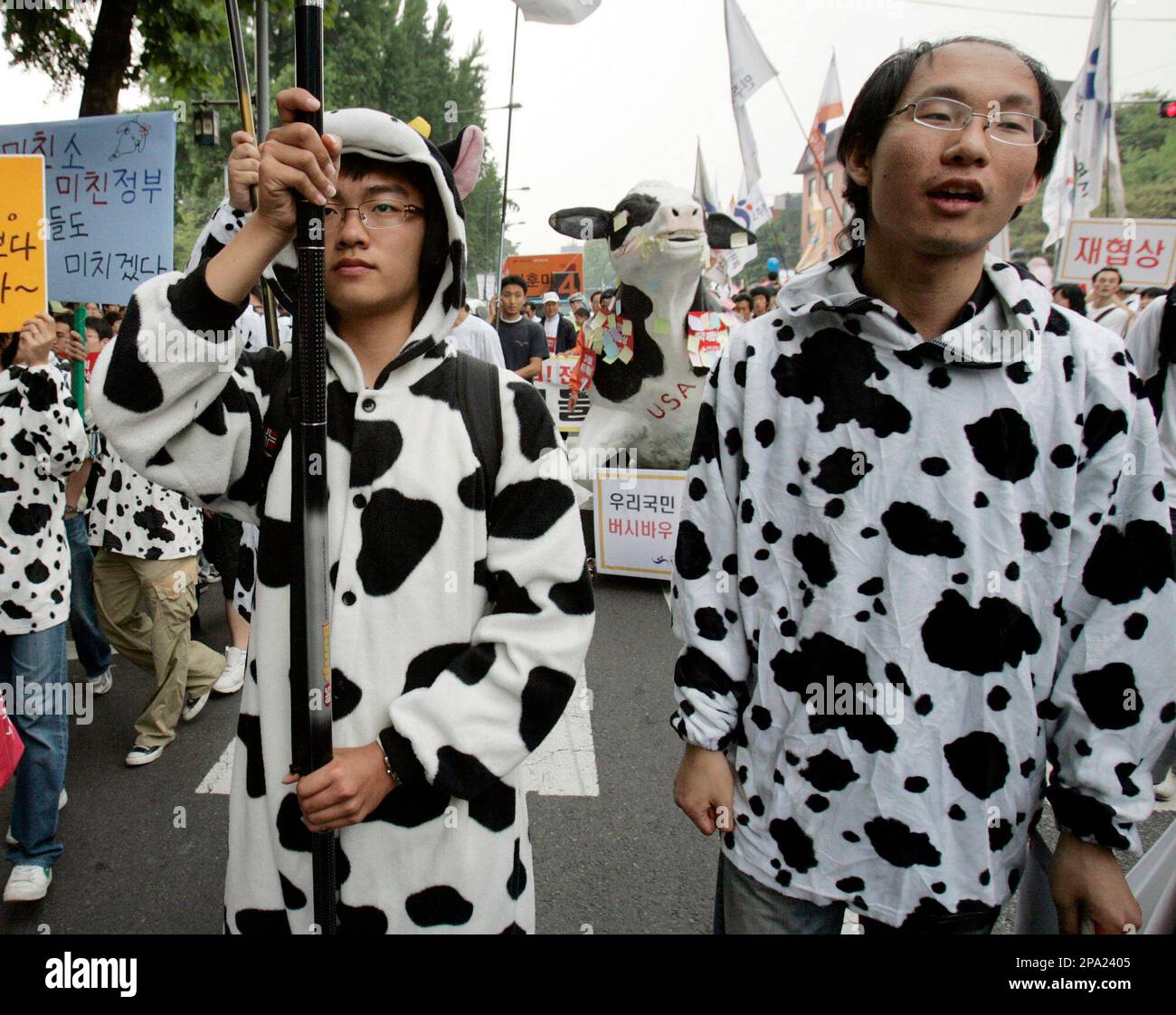 South Korean protesters wearing cow outfits march after a rally against ...