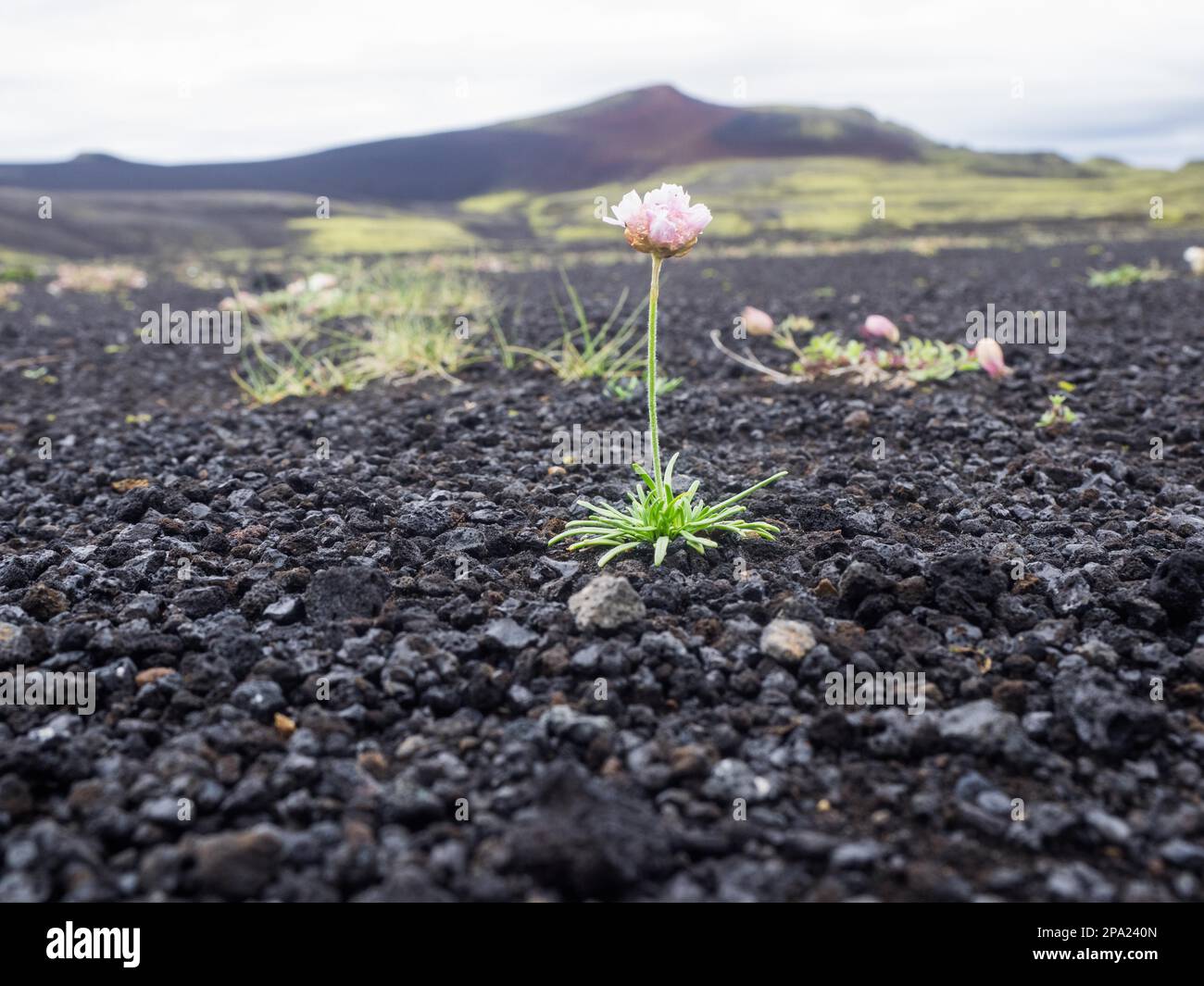 Lava flower hi-res stock photography and images - Alamy
