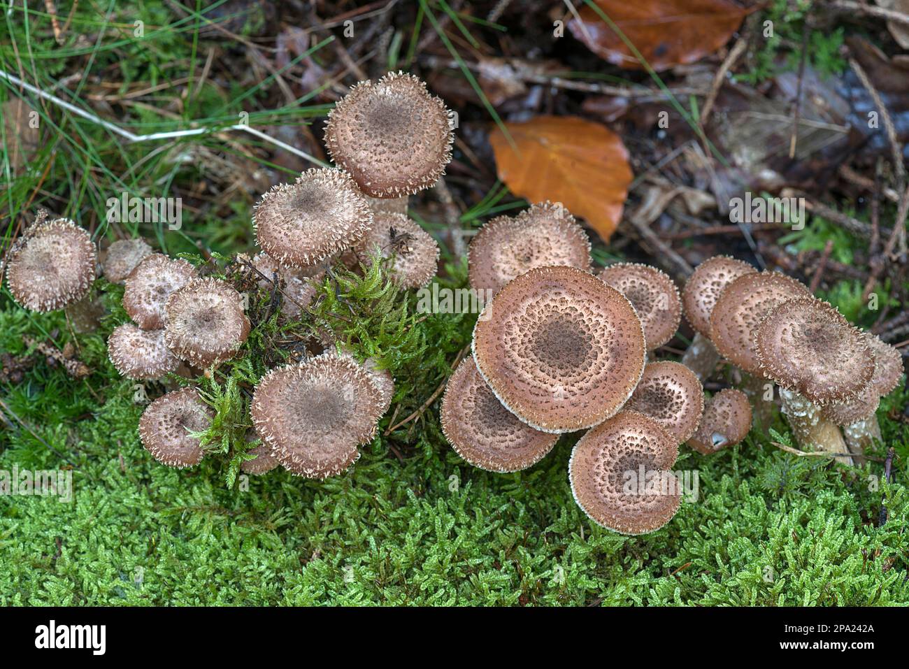 Honey funguses (Armillaria) or honey fungi with moss in a mixed forest ...