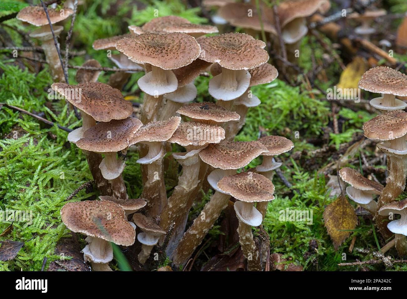 Honey funguses (Armillaria) or honey fungi with moss in a mixed forest ...