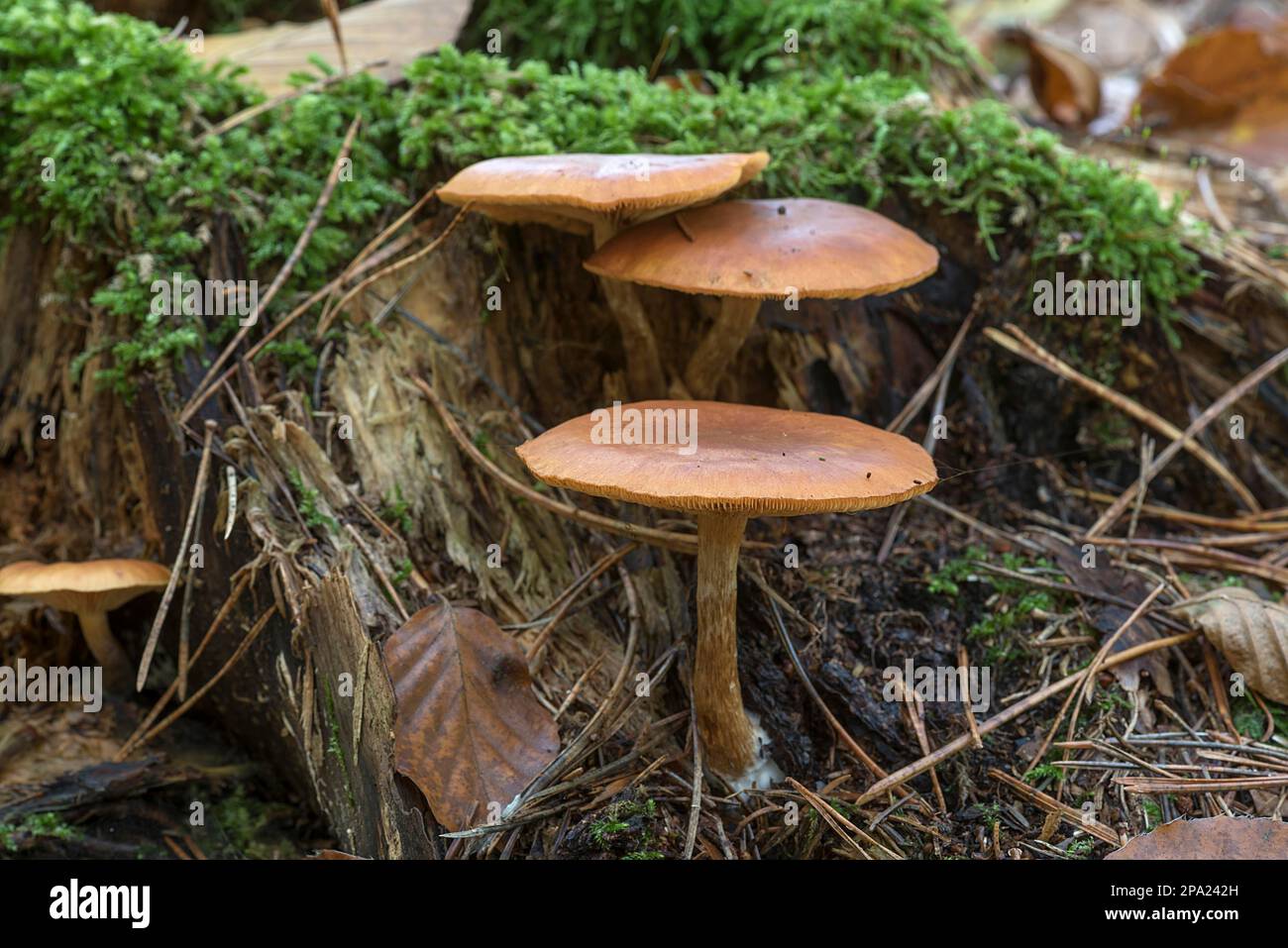 Tree fungi on a tree stump in a mixed forest, Bavaria, Germany Stock ...