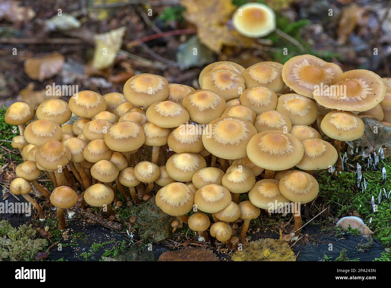 Fungi (Kuehneromyces mutabilis) in a mixed forestAccumulation of ...