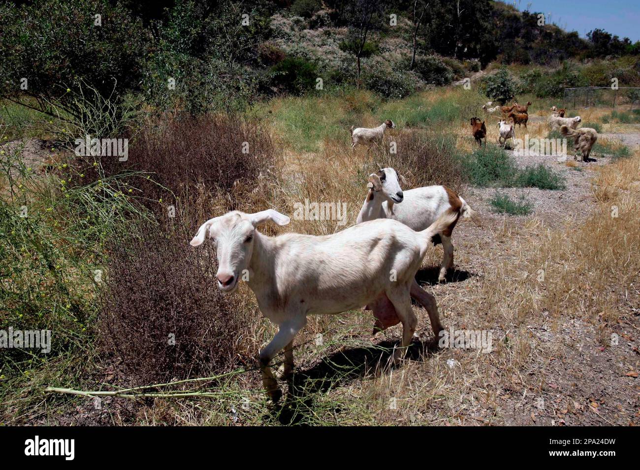 Caltrans and the Los Angeles Fire Department use goats to clear brush ...