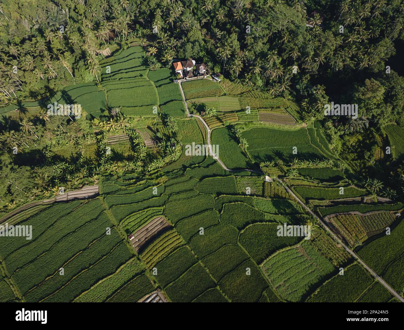 Rice Terrace, Ubud, Bali, Indonesia. Top view Stock Photo - Alamy