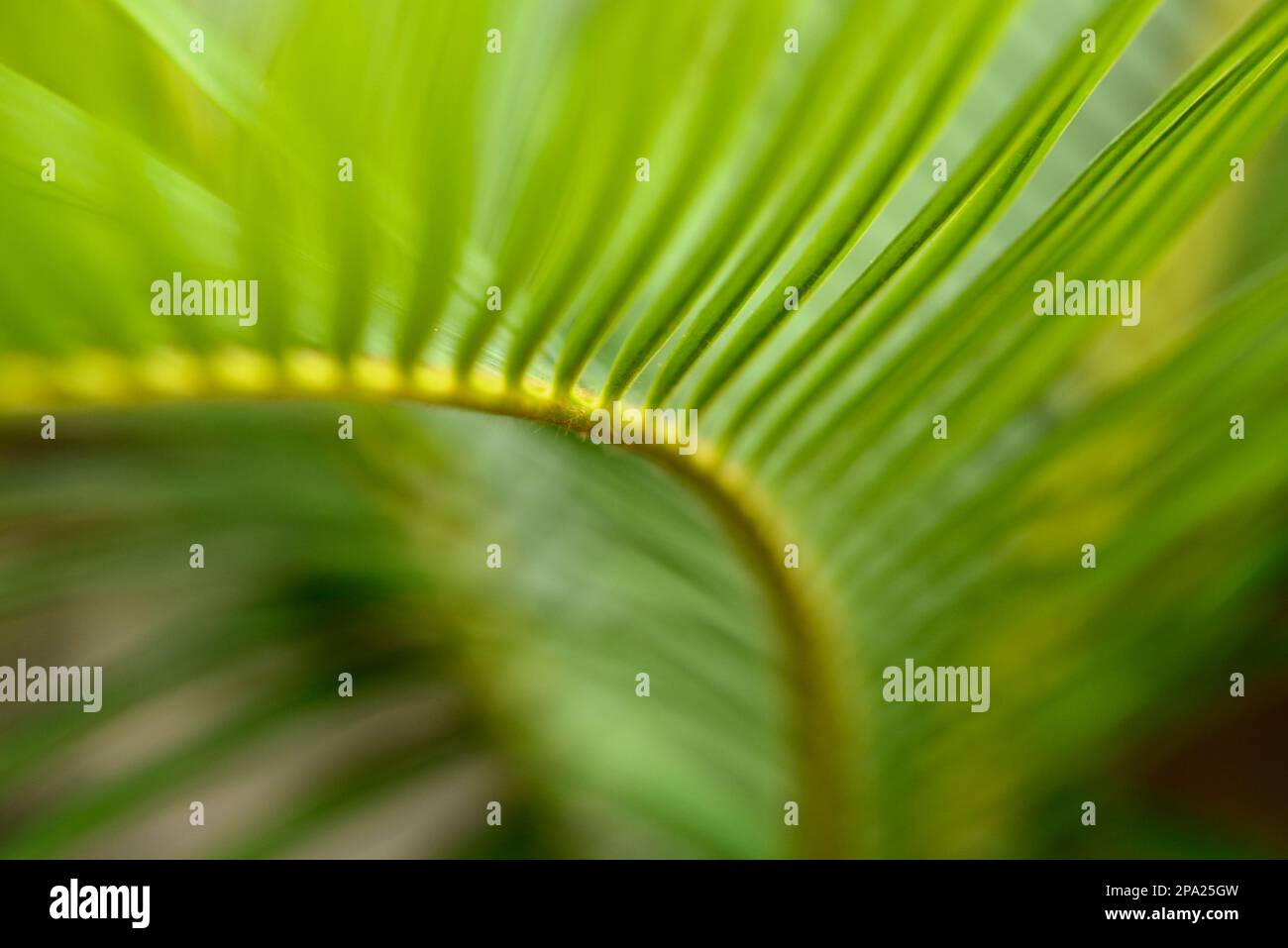 Sago Palm ( Cycas revoluta) Leaf Stock Photo - Alamy