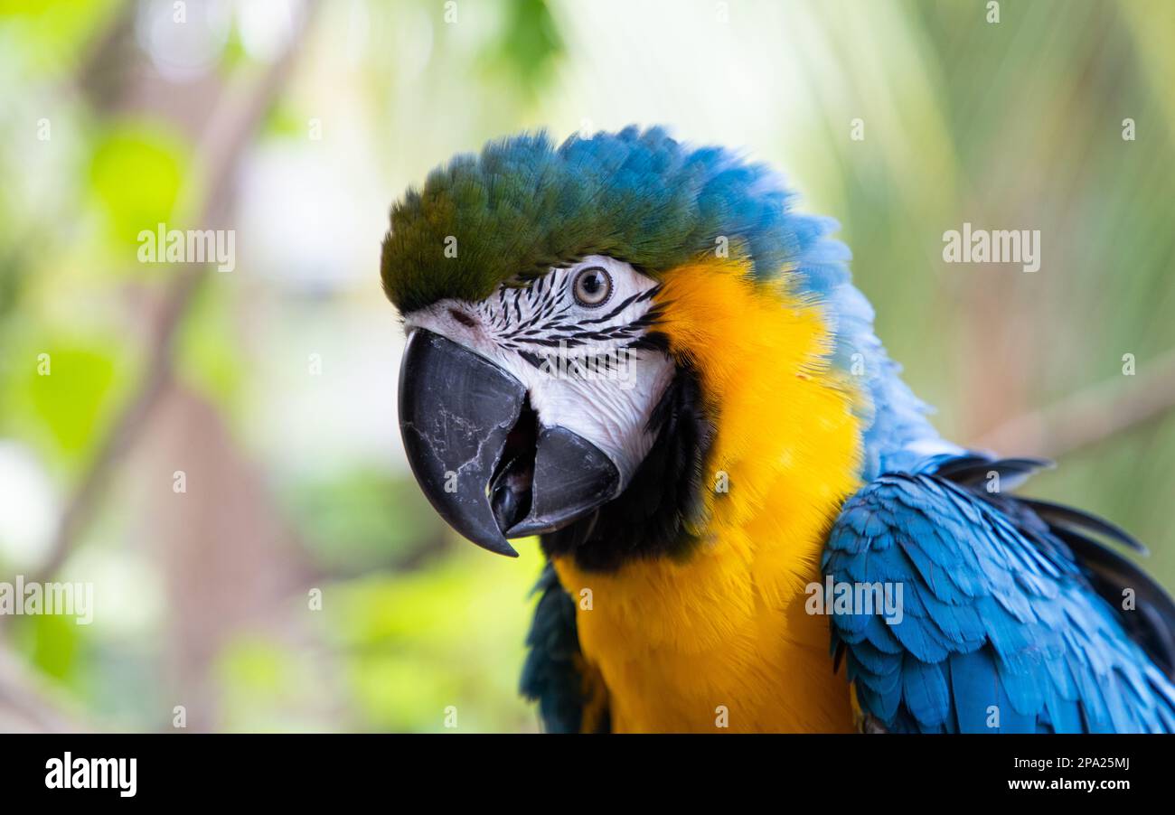 beautiful Blue-and-Yellow Macaw in rainforest Stock Photo - Alamy