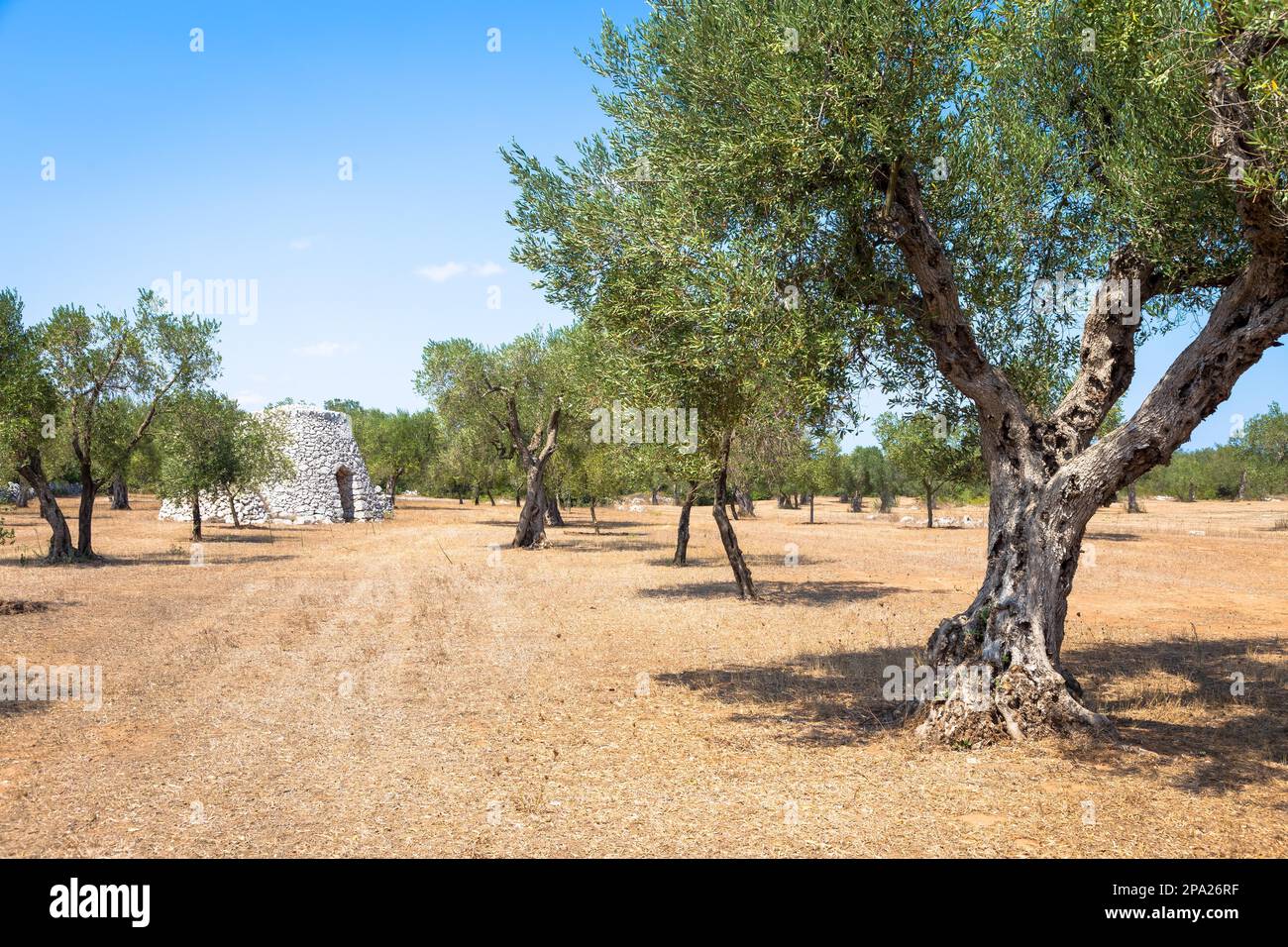 In Salento area, south of Italy, a traditional rural warehouse named ...