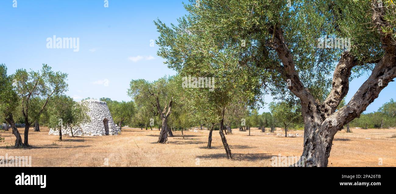 In Salento area, south of Italy, a traditional rural warehouse named ...