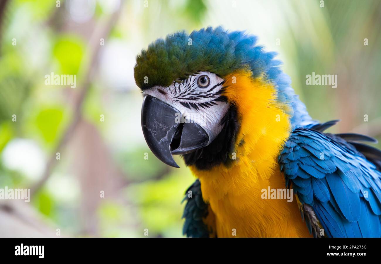 beautiful Blue-and-Yellow Macaw in rainforest Stock Photo - Alamy