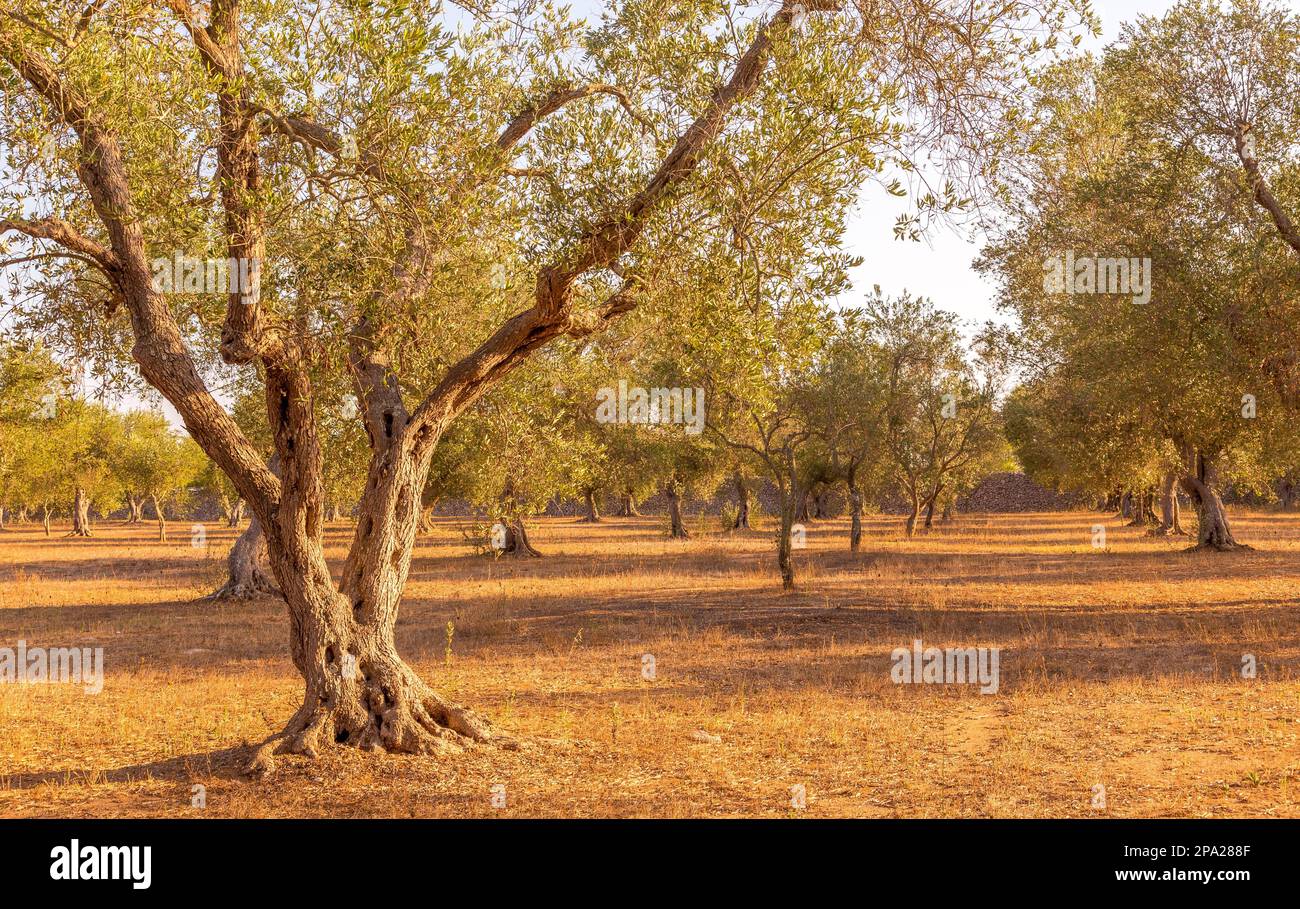 Italy, Puglia Region. One hundred years old olive tree detail Stock ...