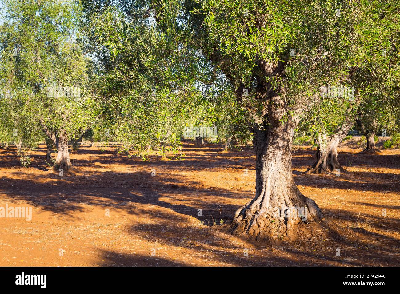 Olive trees in Puglia Region, South Italy - more than 200 years old ...