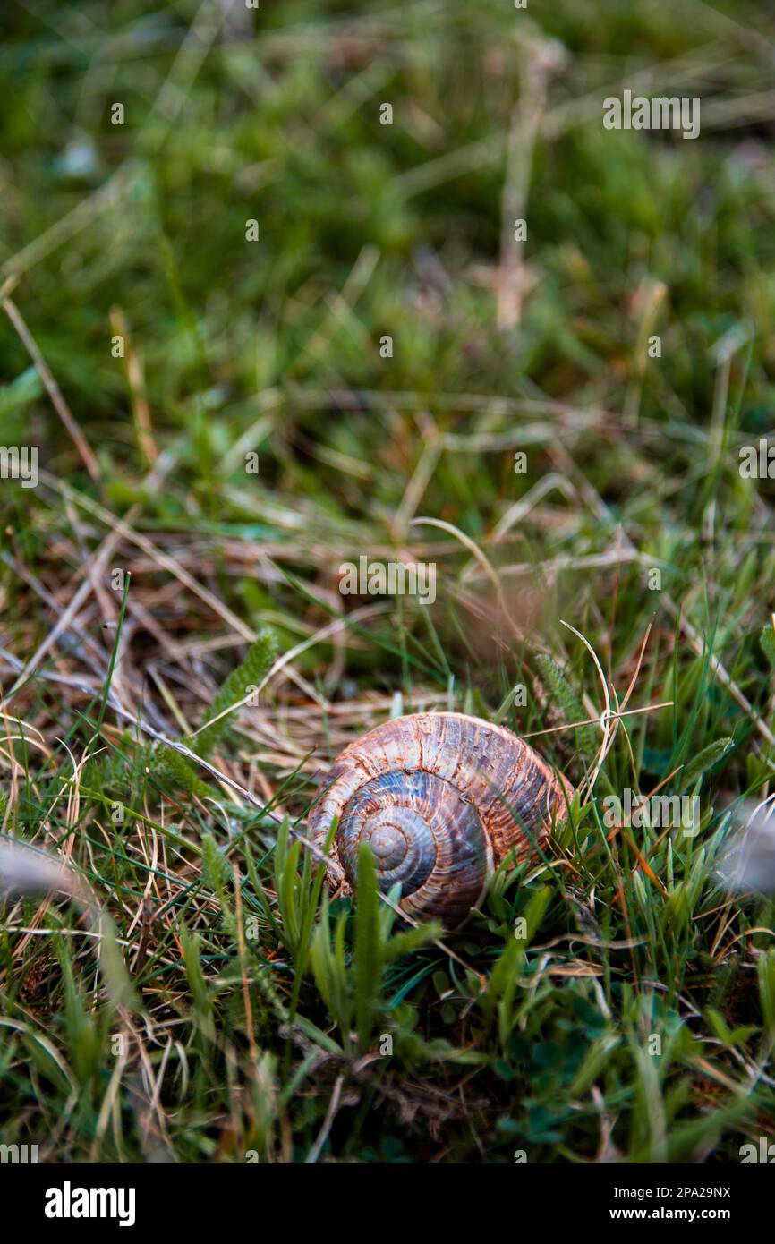 Snail shell home on the grass floor in the beginning of spring Stock ...