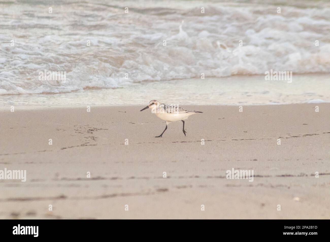 Sanderling on a sandy beach in Tunis, Tunisia Stock Photo - Alamy