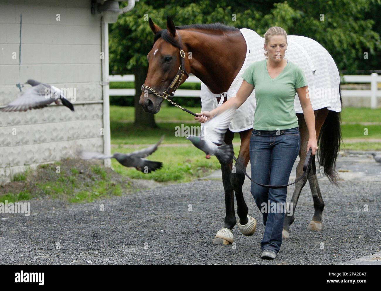 Pigeons take flight as rider Michelle Nevin walks Big Brown out of the ...