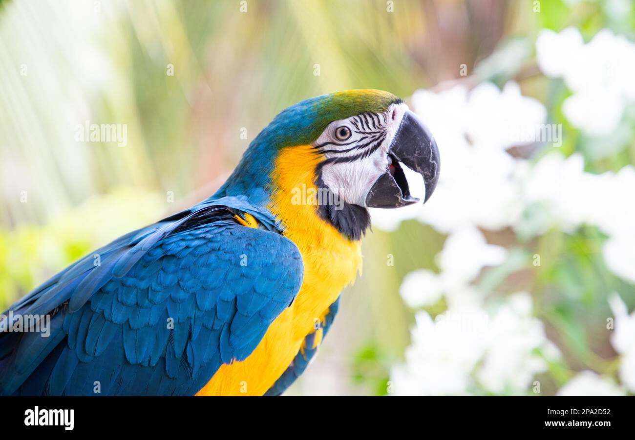 beautiful Blue-and-Yellow Macaw in rainforest Stock Photo - Alamy