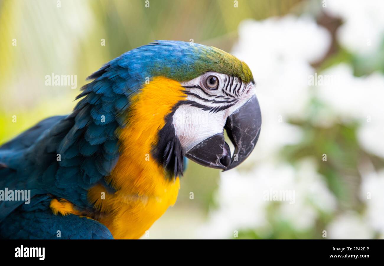 beautiful Blue-and-Yellow Macaw in rainforest Stock Photo - Alamy