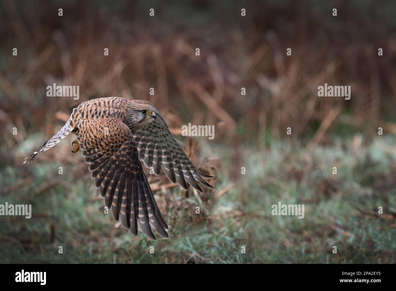 Common Kestrel flying low to ground about to catch a small mammal to ...
