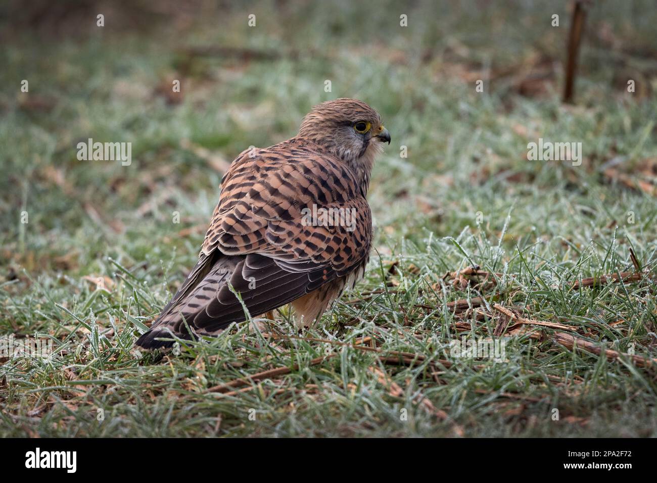 Female Common Kestrel on the ground after flying around Stock Photo - Alamy