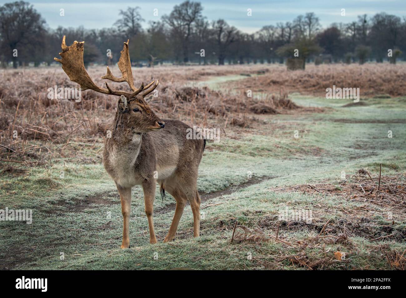 Fully grown wildlife hi-res stock photography and images - Alamy