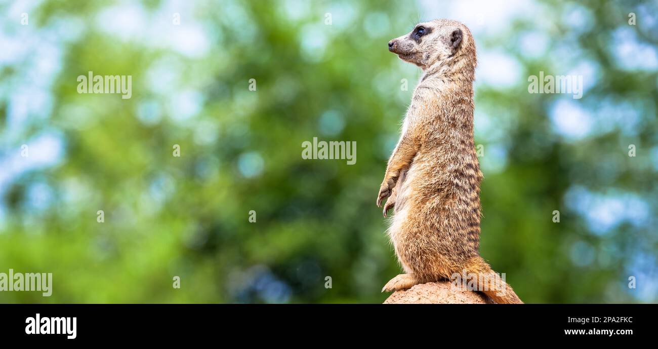 The meerkat attitude is the best surveillance system. He controls the ...