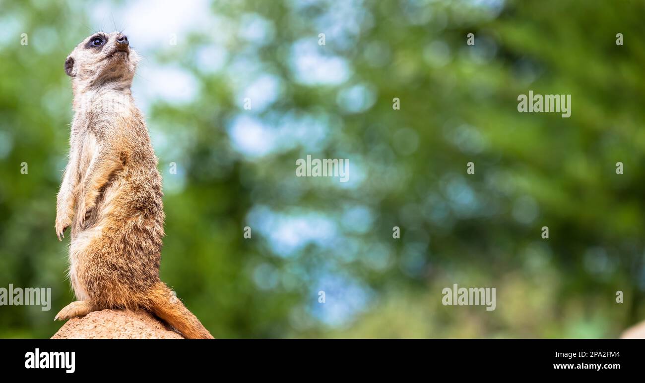 The meerkat attitude is the best surveillance system. He controls the ...