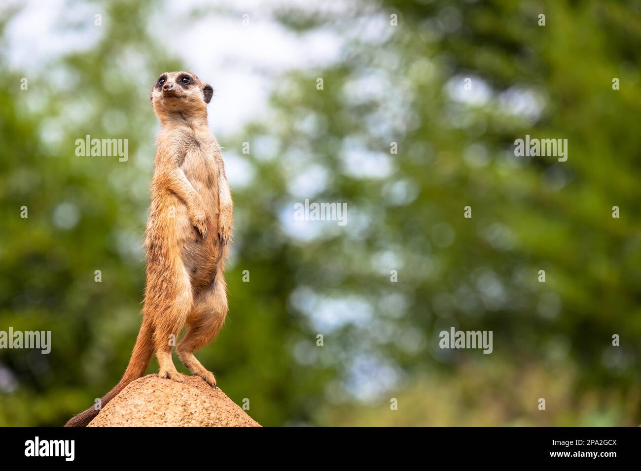 The meerkat attitude is the best surveillance system. He controls the ...