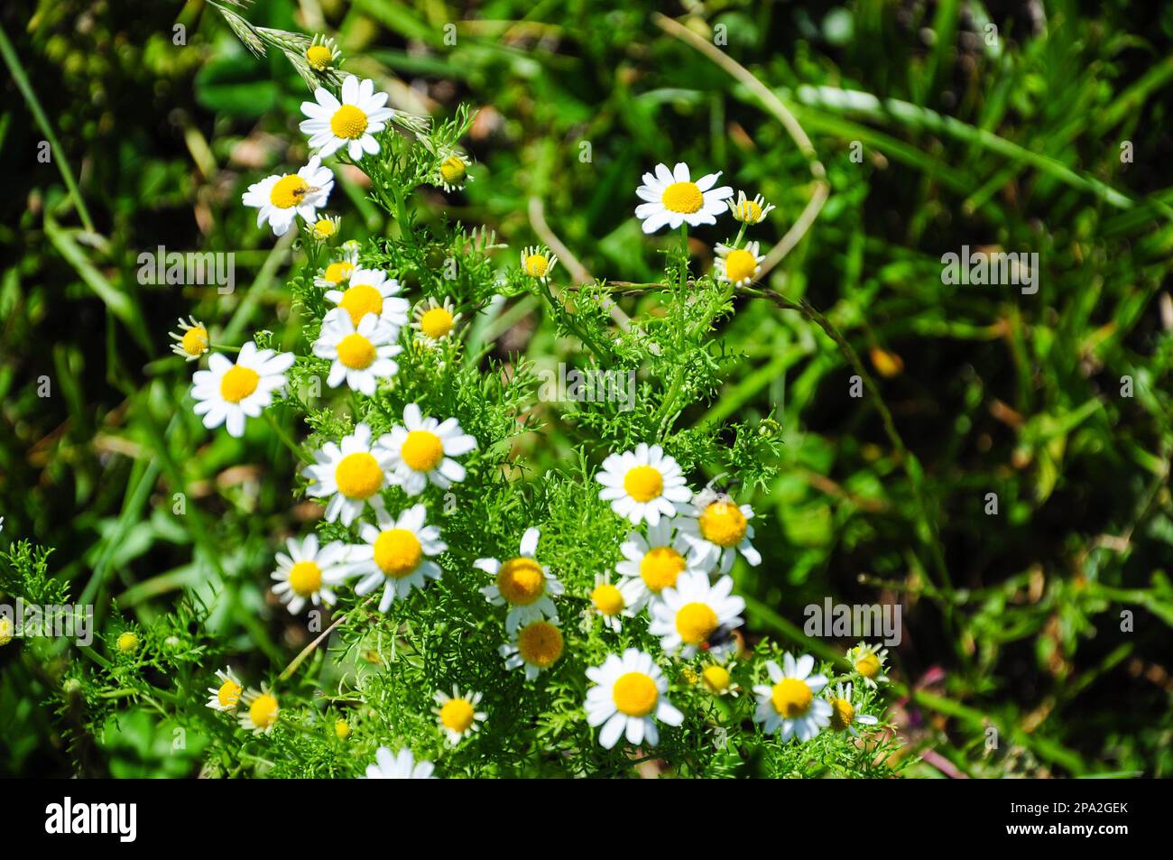 Details of some small daisy flowers in a field Stock Photo - Alamy