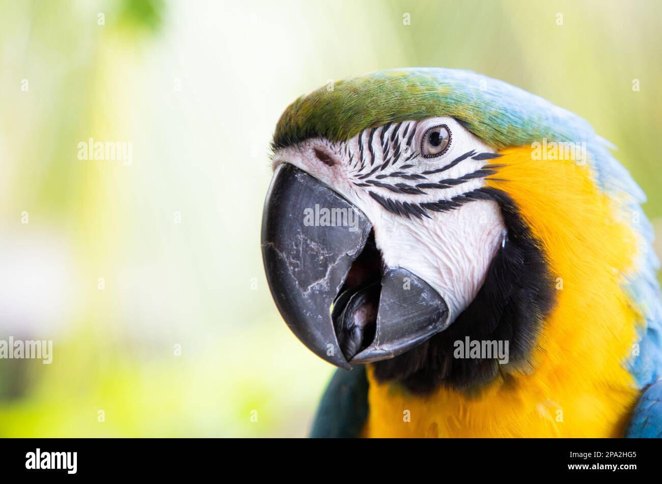 beautiful Blue-and-Yellow Macaw in rainforest Stock Photo - Alamy
