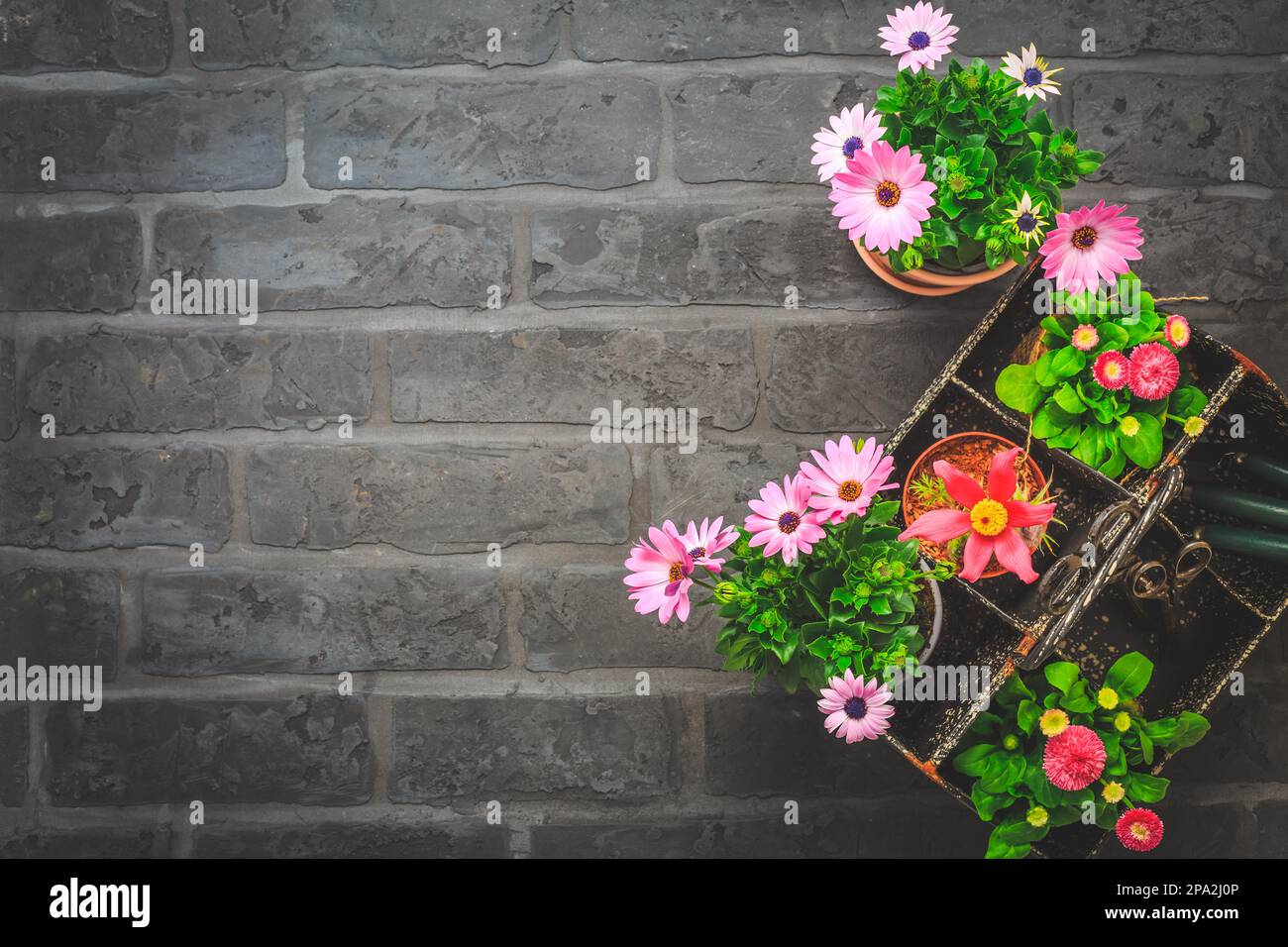 Tool box withpotted spring flowers, gardening tools on black stone ...
