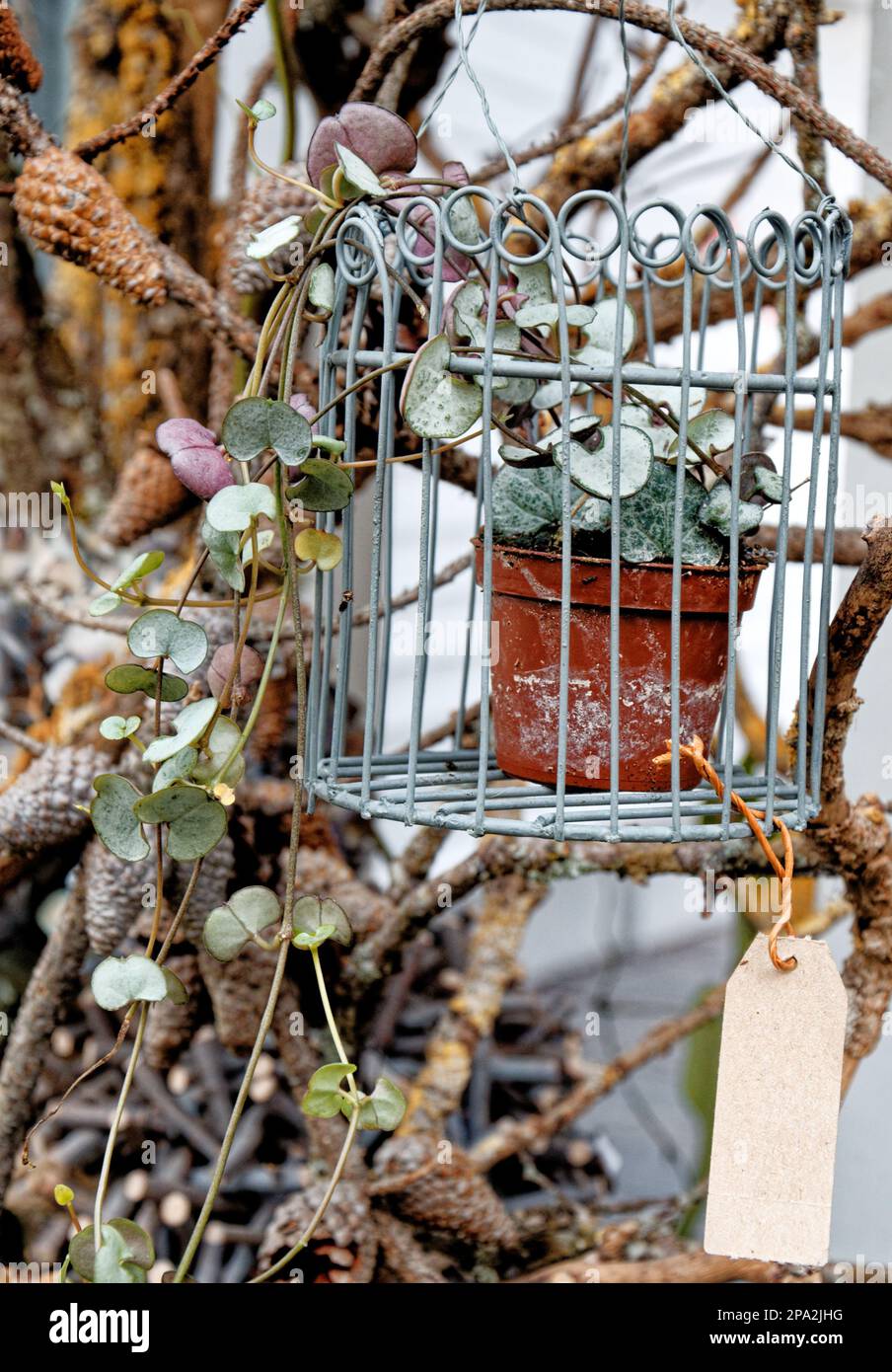 Home decoration made from natural twigs - Home made twig decorations ...