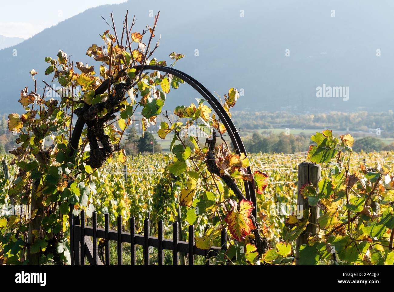 Metal garden gate and arch with grapevine and vineyard in golden fall ...