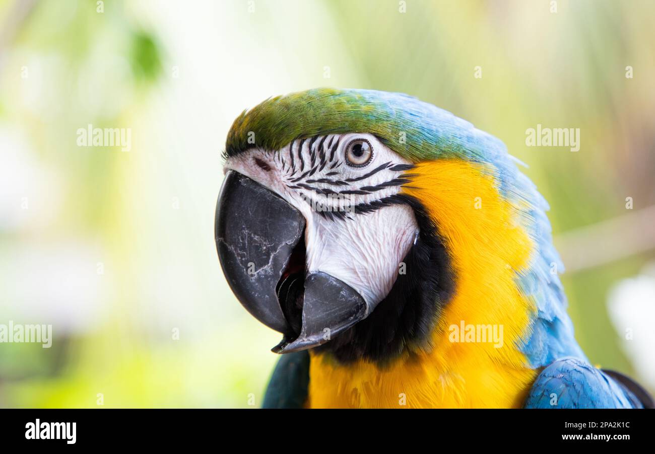 beautiful Blue-and-Yellow Macaw in rainforest Stock Photo - Alamy
