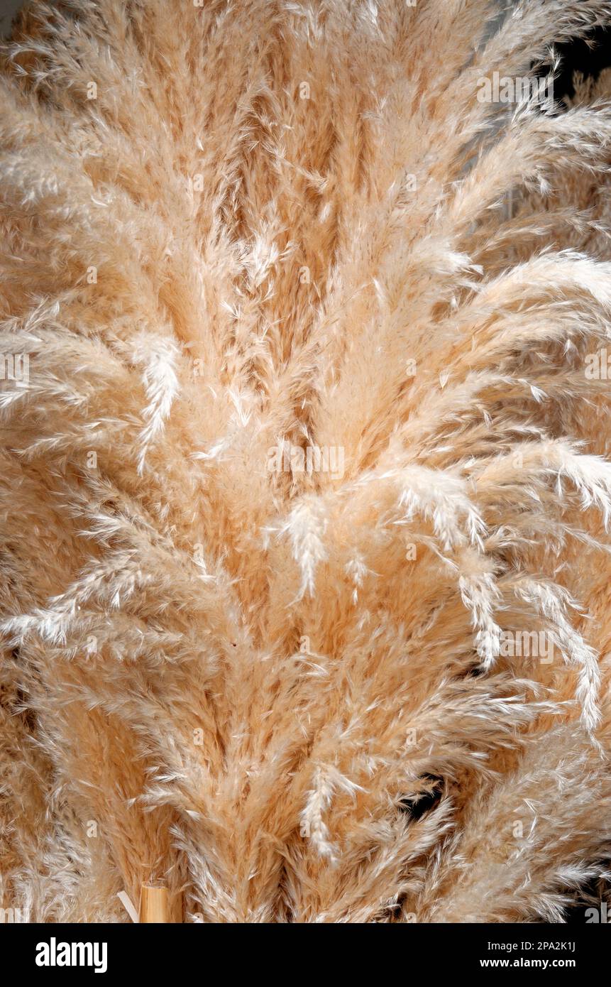Stylish modern dried pampas grass arrangement - close up of natural ...