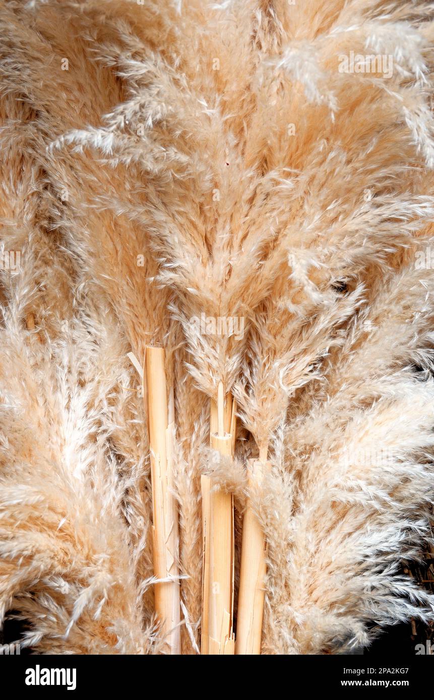 Stylish modern dried pampas grass arrangement - close up of natural ...