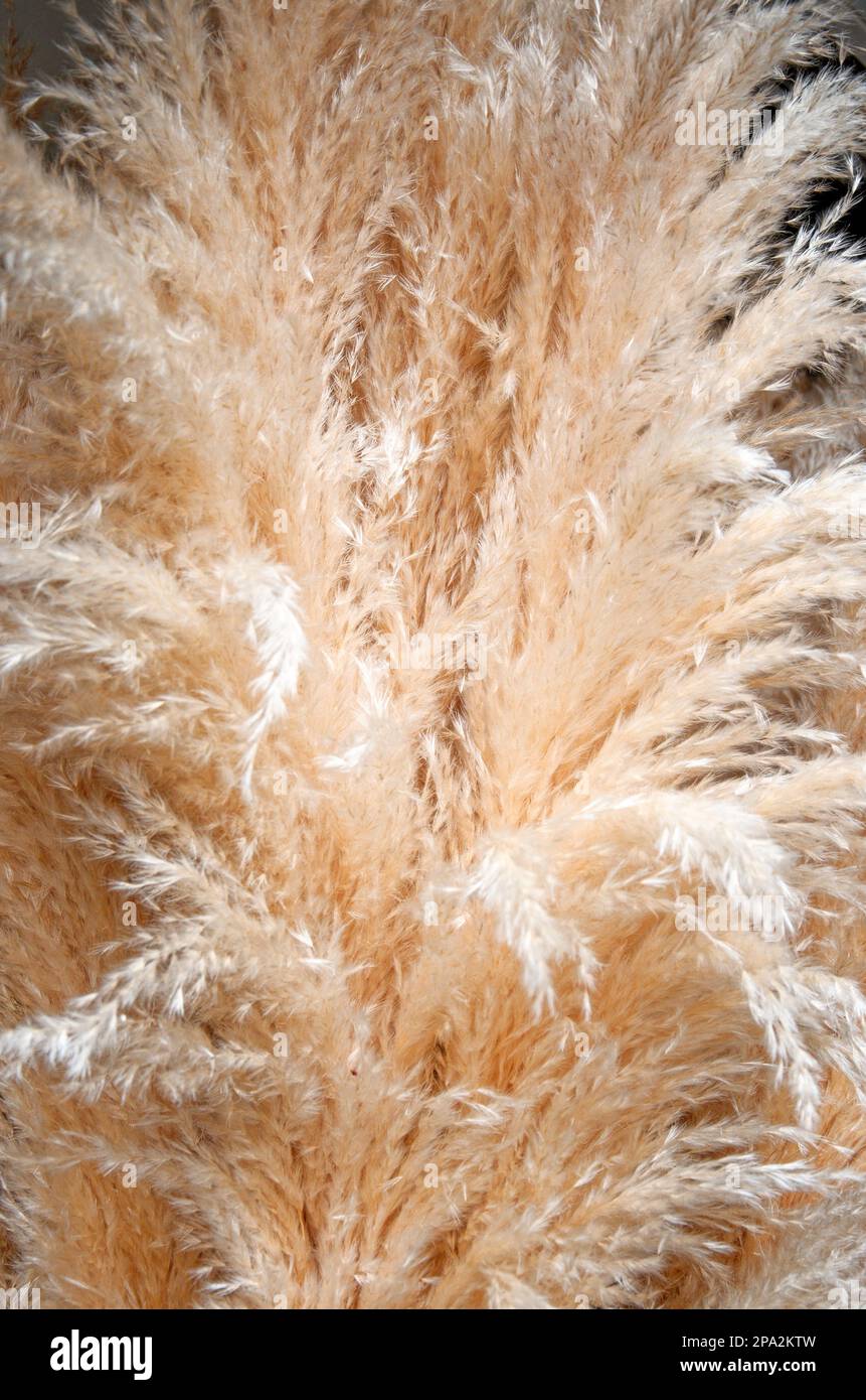 Stylish modern dried pampas grass arrangement - close up of natural ...