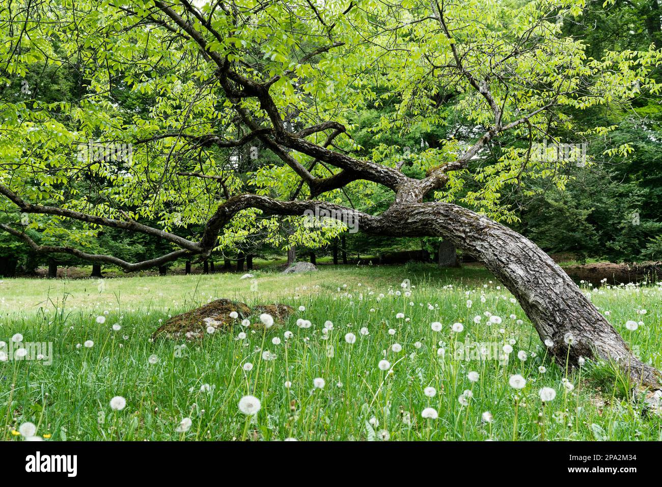 Crooked oak in dandelion field near the village of Maienfeld in ...