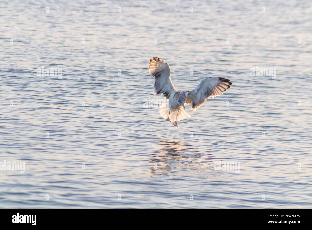 Goeland in flight over water Stock Photo - Alamy