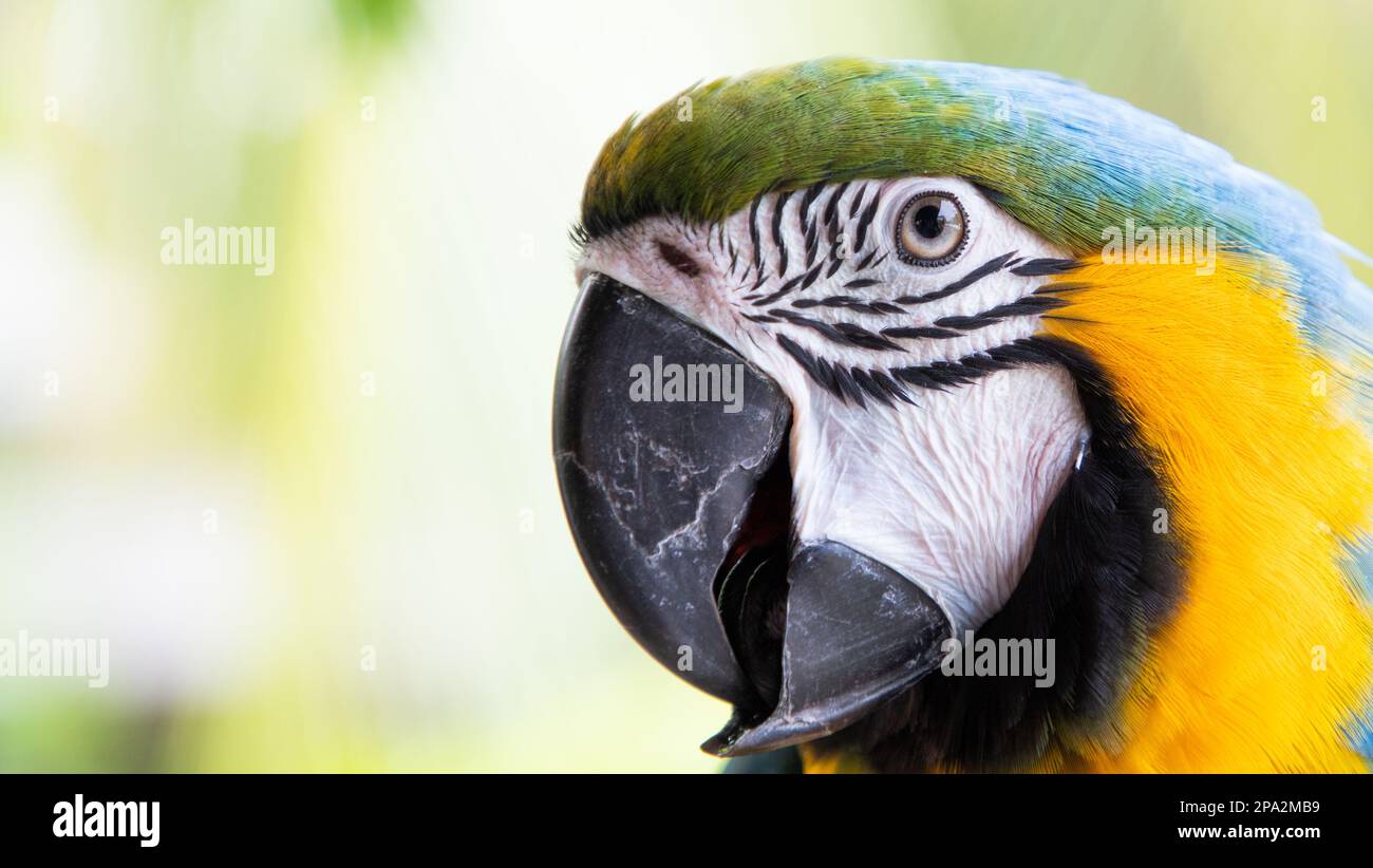 beautiful Blue-and-Yellow Macaw in rainforest Stock Photo - Alamy