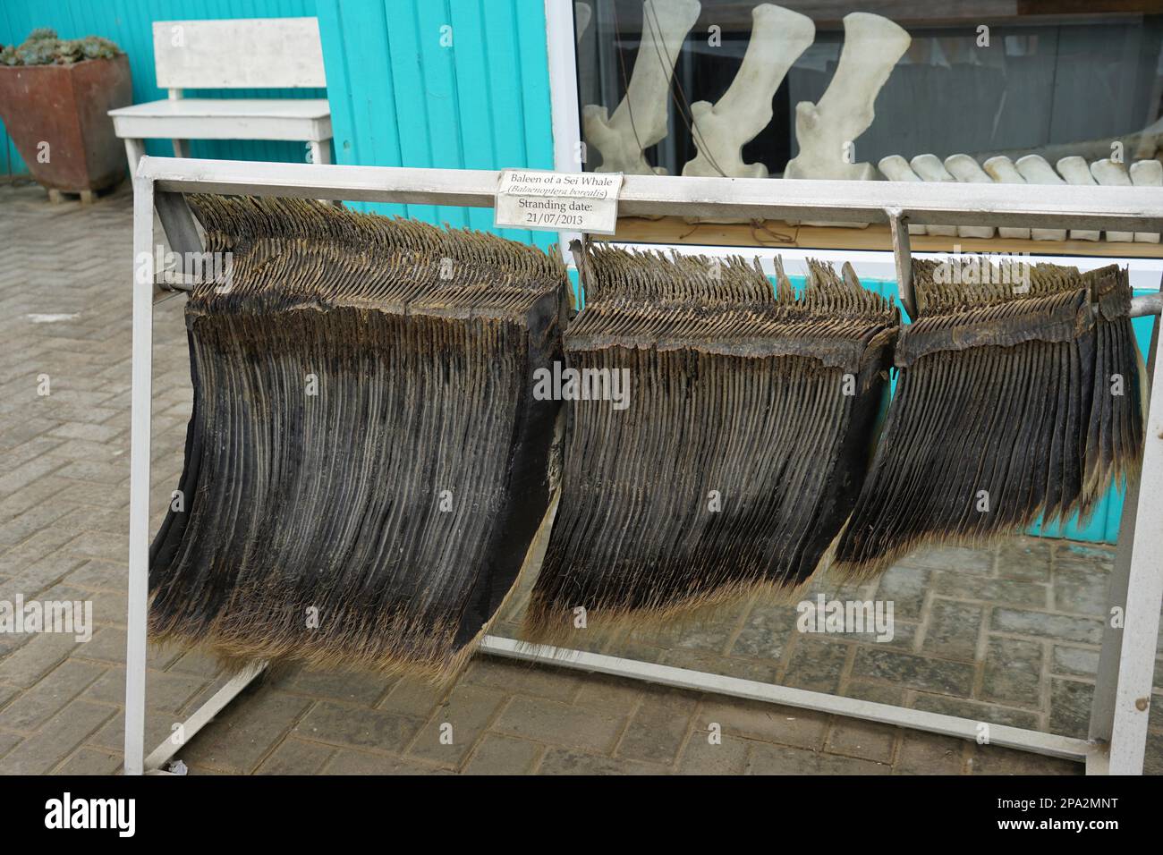 Sei whale underwater hi-res stock photography and images - Alamy