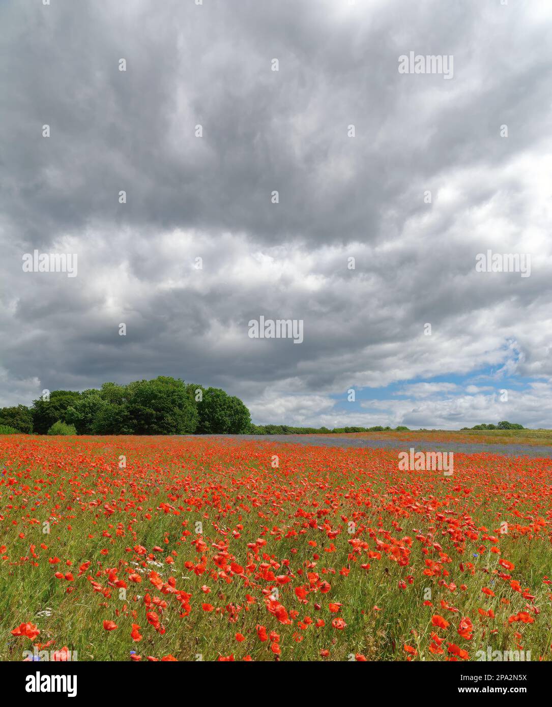 Baltic flowers hi-res stock photography and images - Alamy
