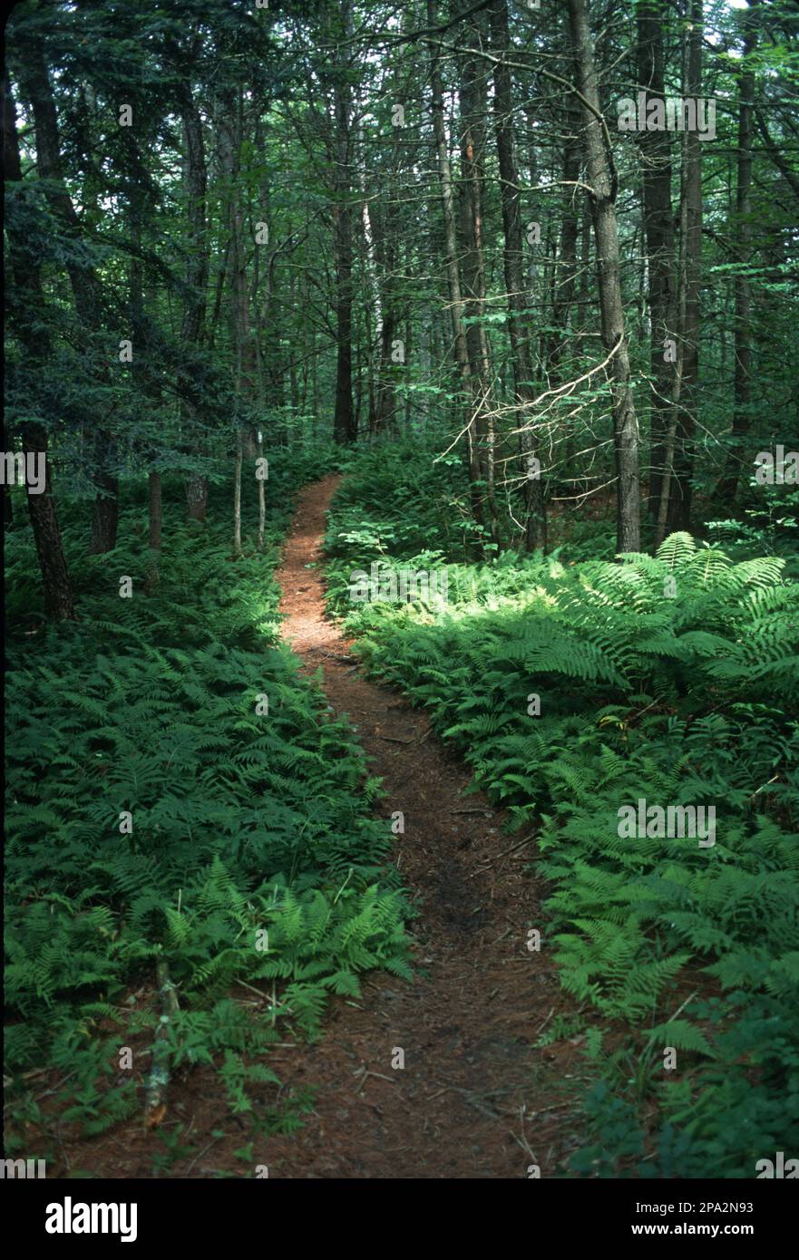 Small section of the Appalachian Trail near Havover, New Hampshire ...