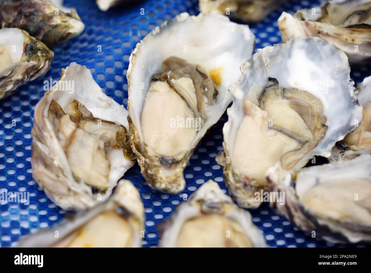 Namibian oysters, tour boat, Walvis Bay, Republic of Namibia Stock ...