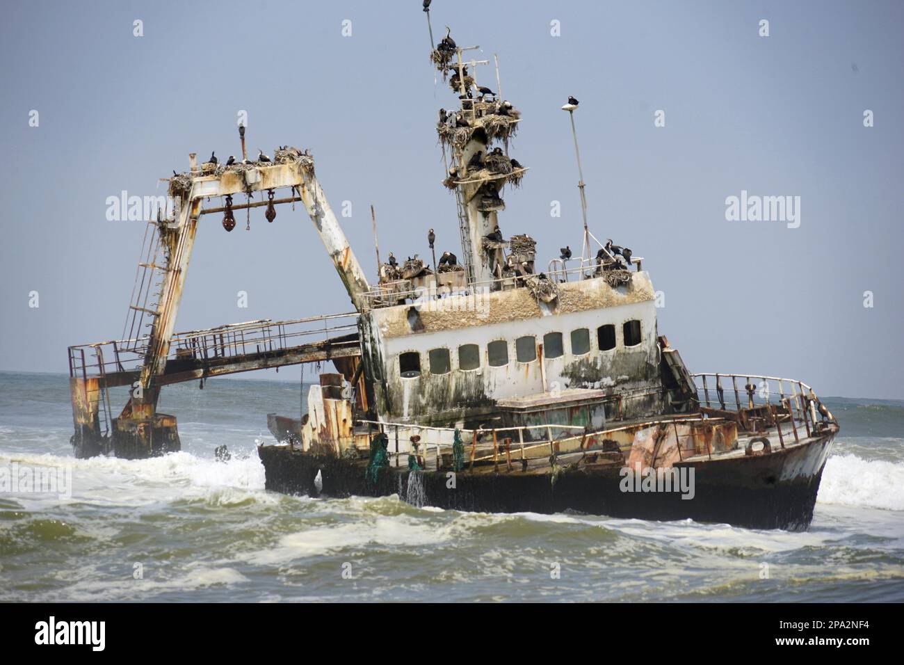 Stranded fishing trawler Zeila at Henties Bay, White breasted Cormorant ...