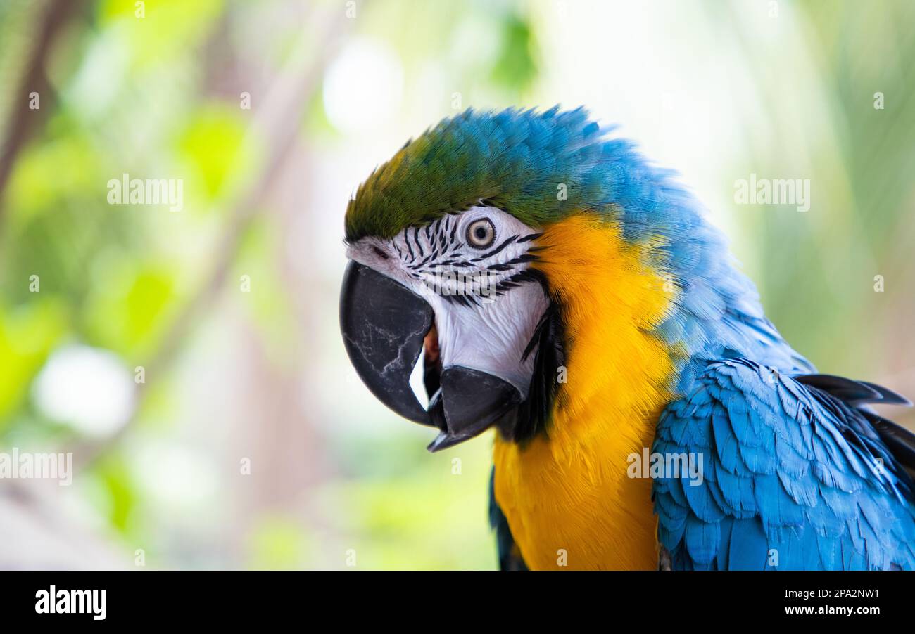 beautiful Blue-and-Yellow Macaw in rainforest Stock Photo - Alamy