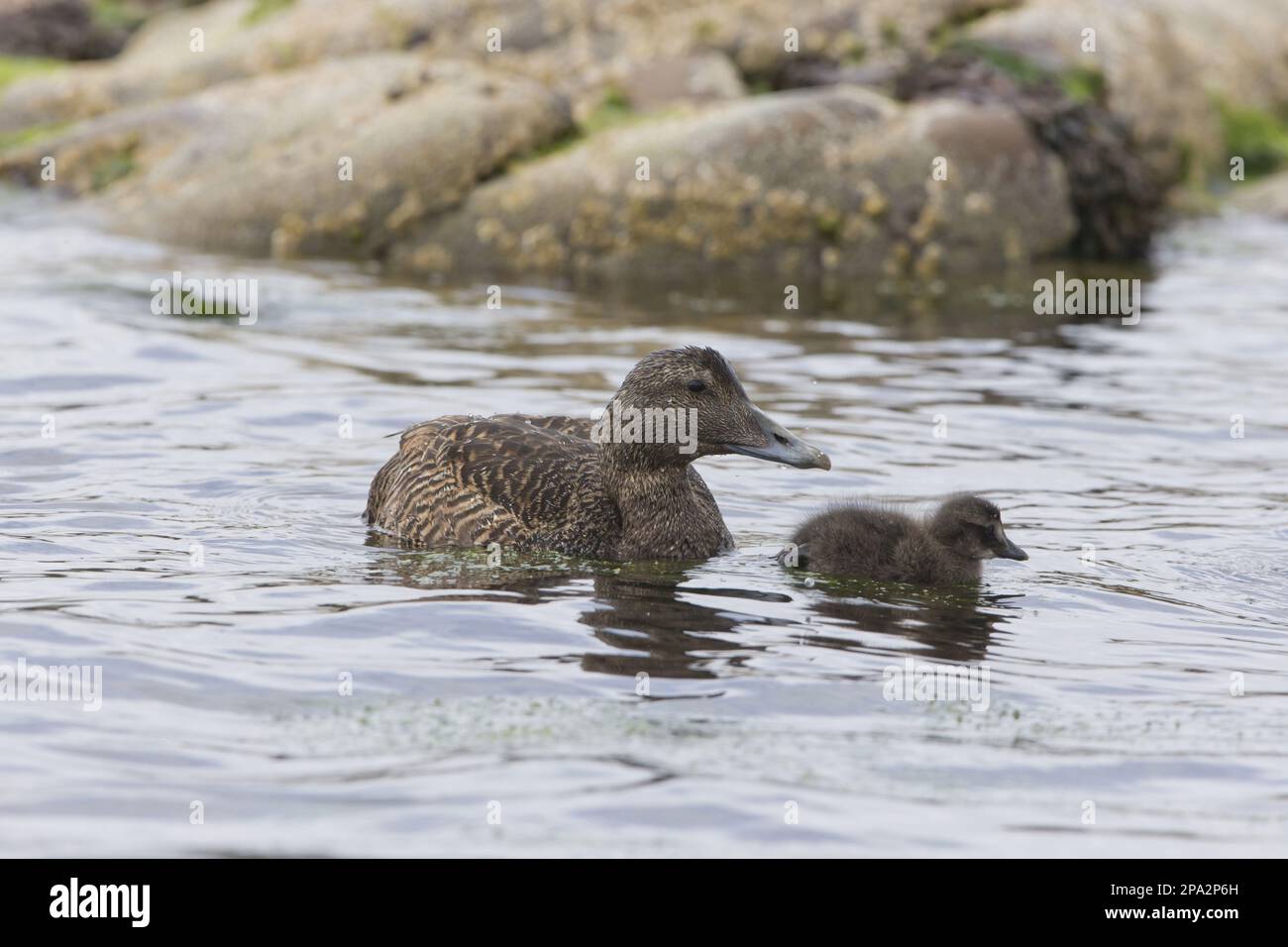 Common Eider (Somateria mollissima) adult female and duckling, swimming ...