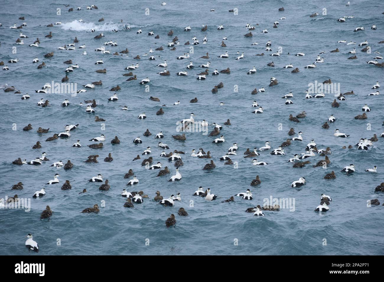 Common eider female bird swim hi-res stock photography and images - Alamy