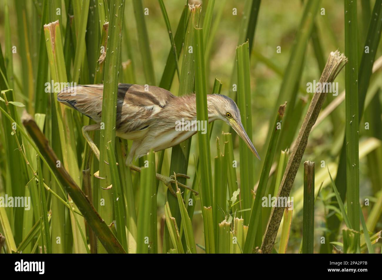 Yellow yellow bittern (Ixobrychus sinensis) adult, clinging to leaves ...